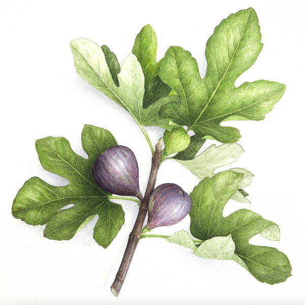 Branche de figuier - VINCENT JEANNEROT. Aquarelles botaniques